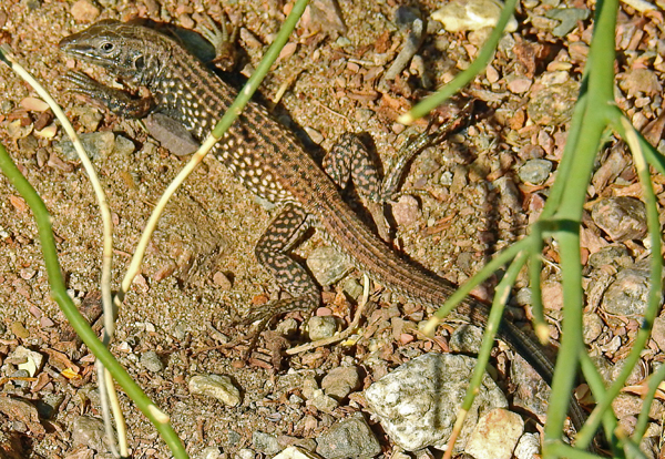 Cascade Ramblings: Great Basin Whiptail Lizard