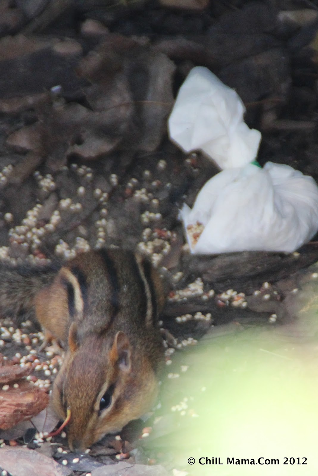 ChiIL Mama : Chipmunk N Children #Ohio #nature