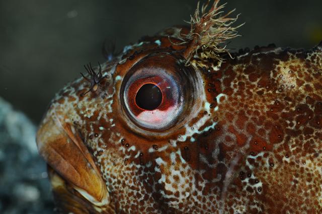 Artes de Pesca: VAMOS A PESCAR TORILLO