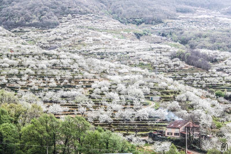 Cherry blossoms in the Jerte Valley, Spain