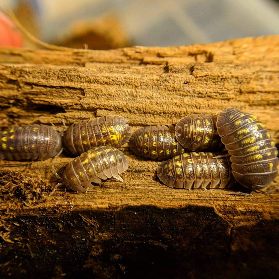 Cycloptic Exotics Availability