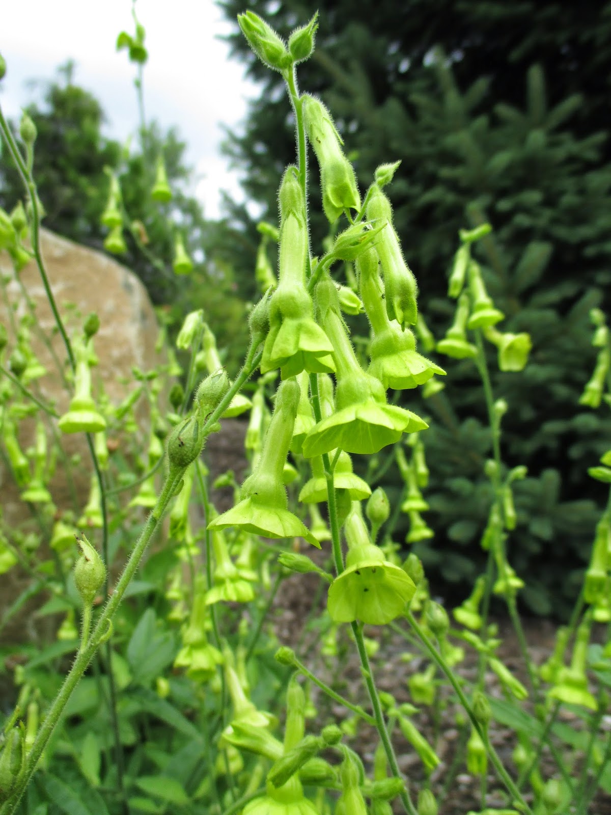 Nifty Nicotiana | Rotary Botanical Gardens