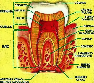 elisaviti4: ANATOMÍA DE LOS DIENTES Y SUS TEJIDOS