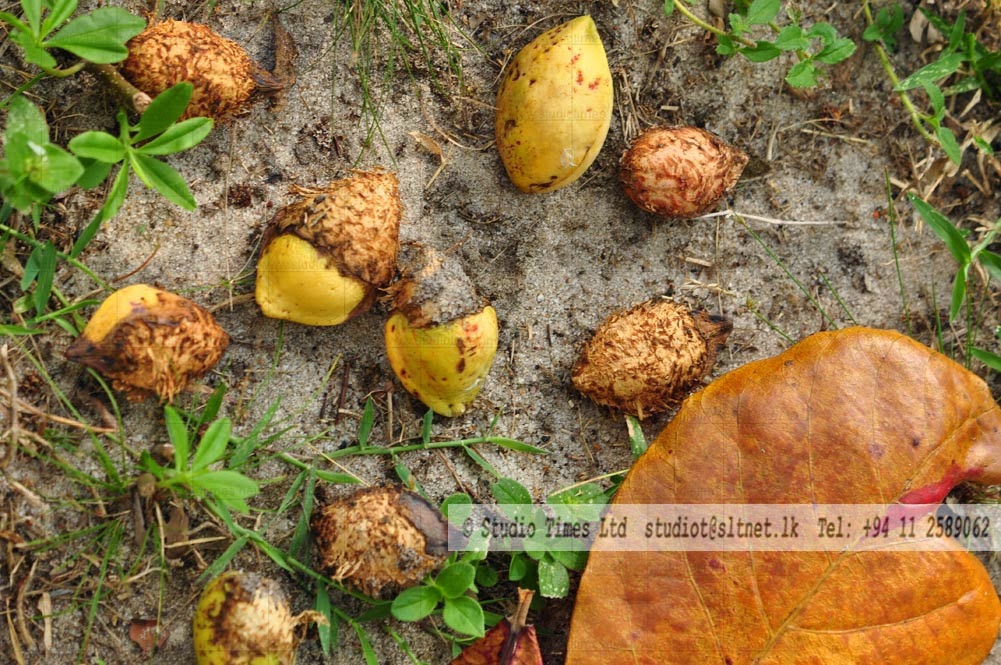 STUDIO TIMES SRI LANKA IMAGE ARCHIVE: 2014