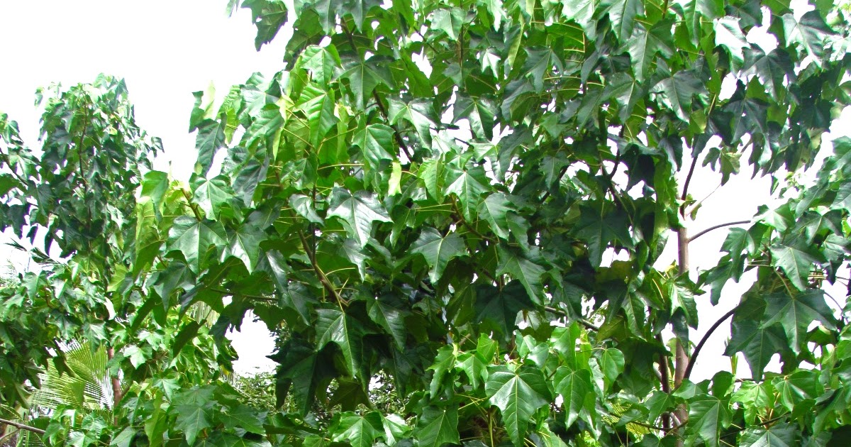 1784: Philippine Tree of the Month: Baguilumbang
