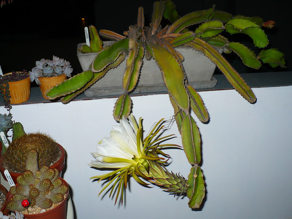 Selenicereus testudo care and culture | Travaldo's blog