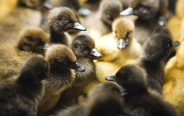 The Ducklings of Spring | The Ark In Space