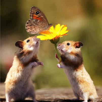 Imagenes de ratones bonitos - Imagui