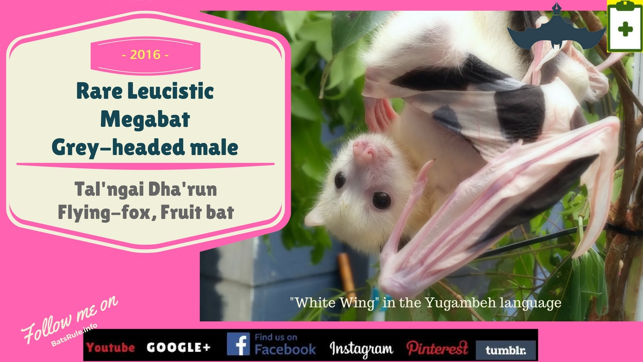 Tal'ngai Dha'run | Megabat | Leucistic Grey-headed (Flying-fox) (Fruit ...