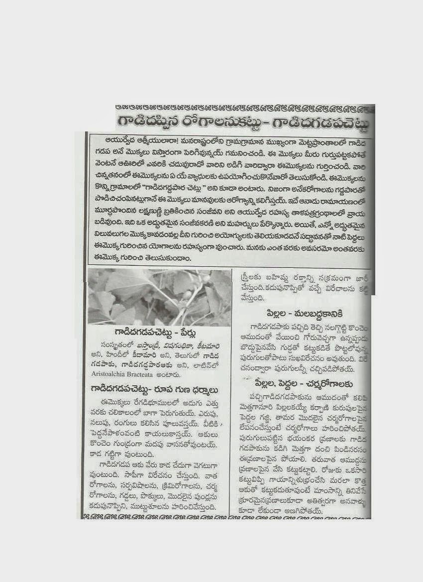 AYURVEDAM - ఆయుర్వేదం: DR . ELCHURI RECIPES WITH GADIDA GADAPA CHETTU ...