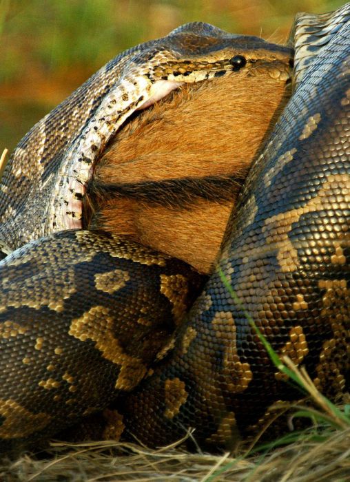 Pix Grove: African Python Swallowing A Large Prey
