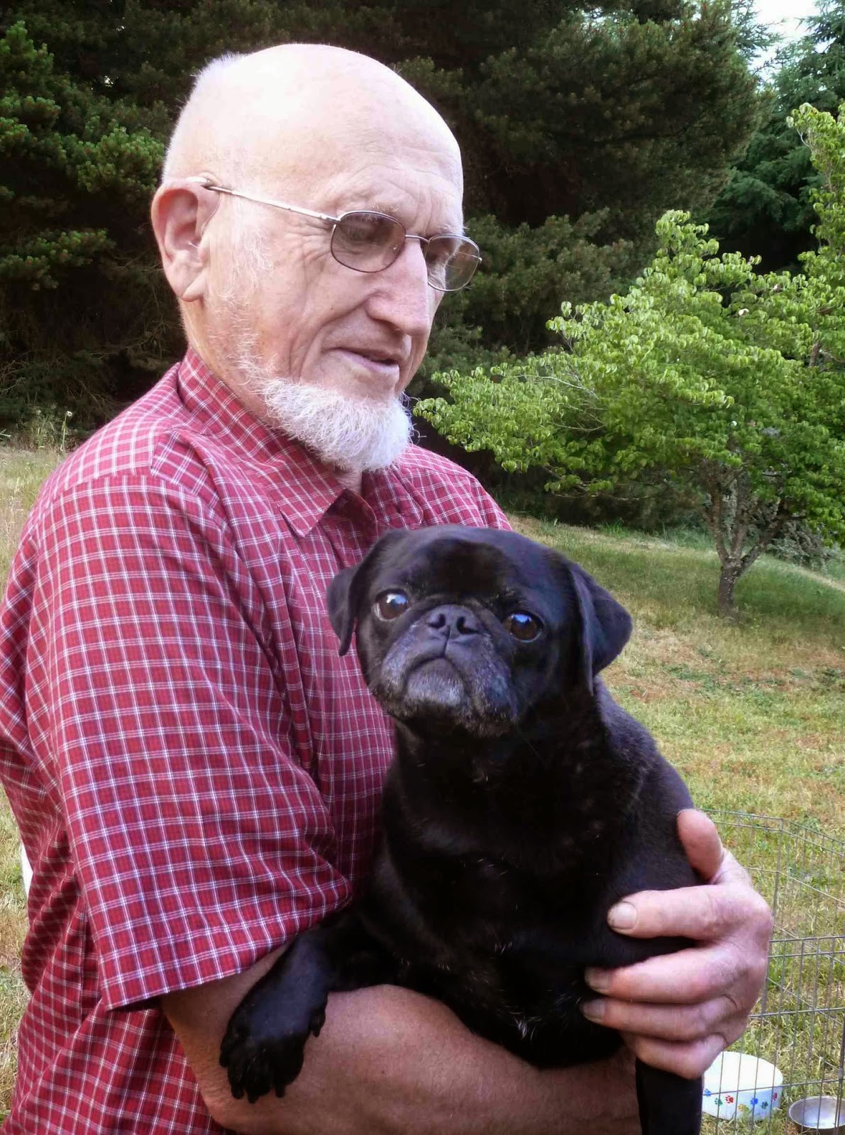 Boulderneigh: Pulling the pugs