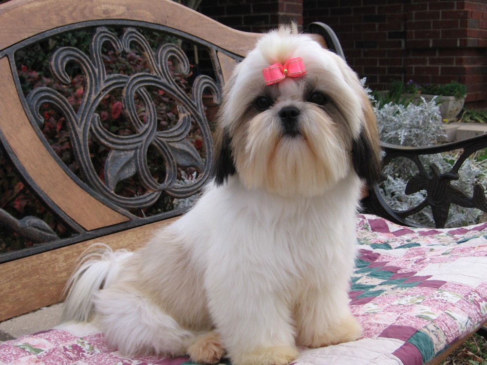 Meu shih-tzu...