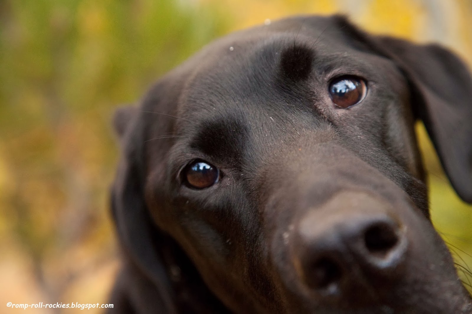Romping and Rolling in the Rockies: The Cracker Dog Returns