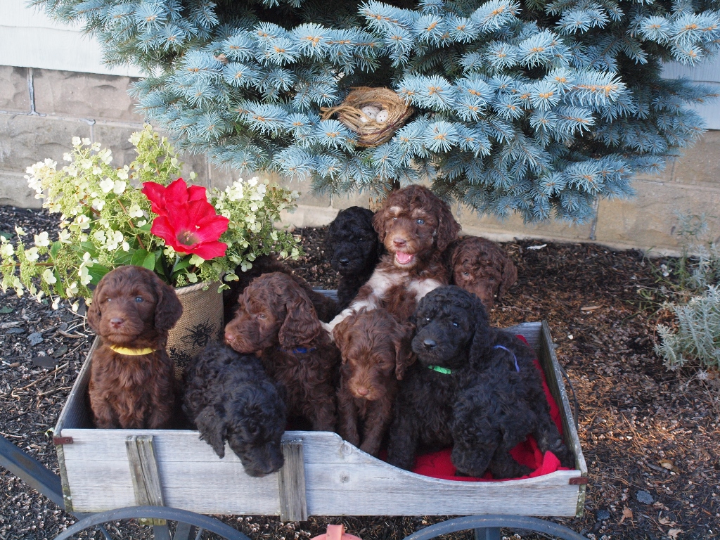 Manns Best Friend ~ CKC Multi-Generational Labradoodles ~ Ohio: Contact Us