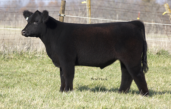 Lautner Farms: Females and Fellows of the Fall Online Sale - Bremer ...