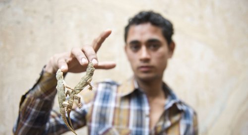 Amazing Indian Lizard Boy Playing with Lizards - Navratan Harsh from ...