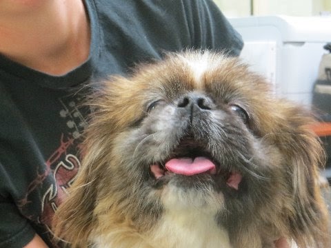 Must Love Pekes: CHUMLEY-- MR. HAPPY