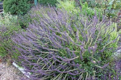 Ozarks Gardening: Growing Better Basil