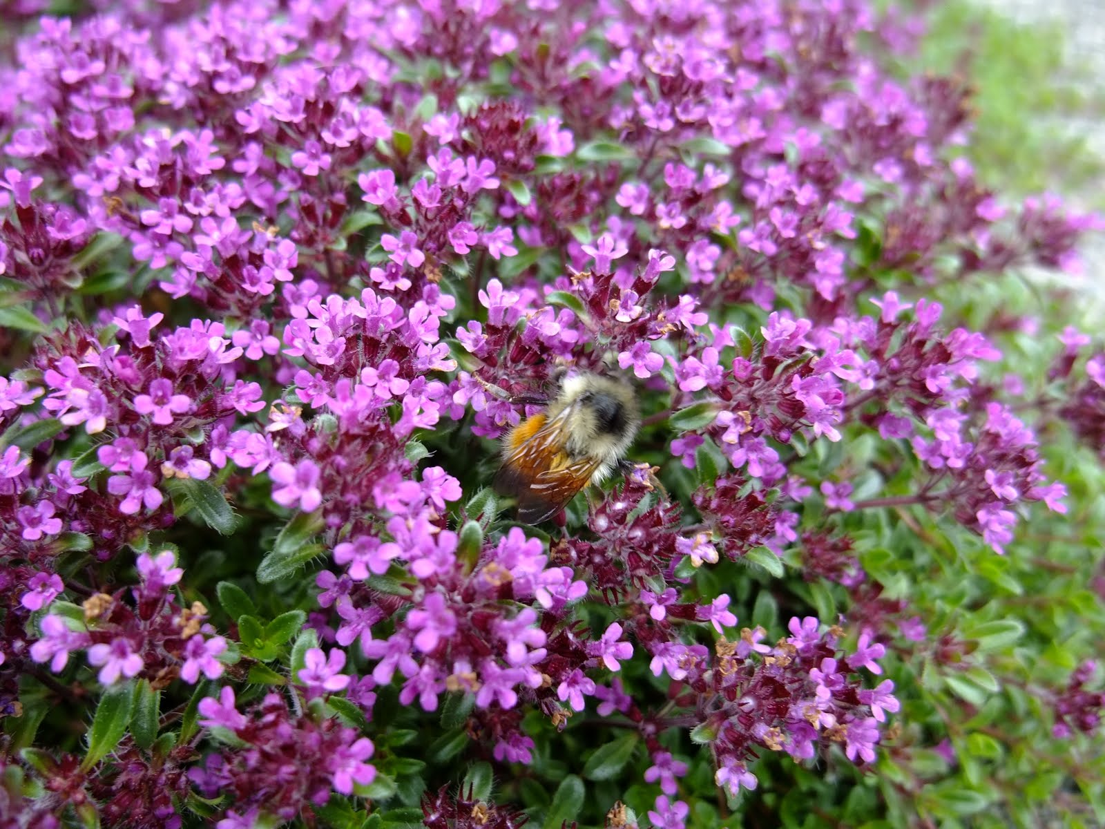 Beediverse.com: Bee attractive sage ground-cover- Quadra island