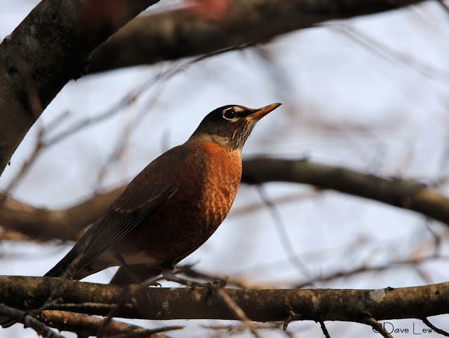 Birds from Behind : Still Lost...Part 38...maybe...