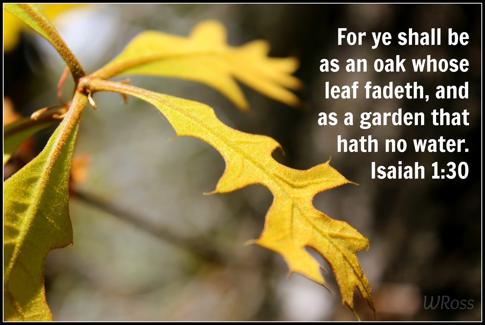 Life at Rossmont: Scripture and a Snapshot, April 17