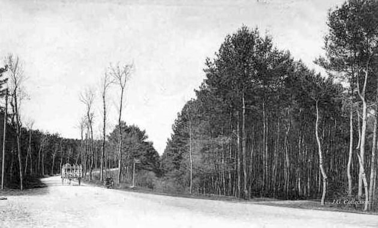 Au Fil du Temps...: Photographies diverses de la forêt de Roumare.