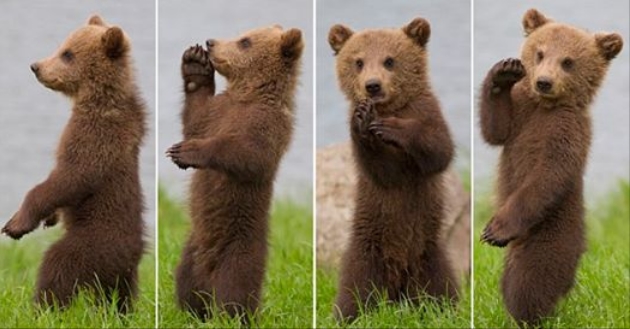 White Wolf : Baby Bear Performs a Spontaneous Dance Routine in Wild Sweden
