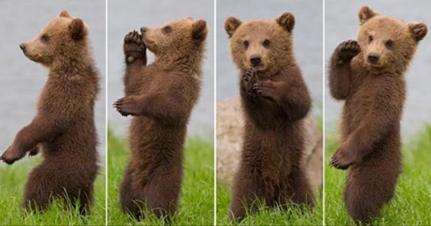 White Wolf : Baby Bear Performs a Spontaneous Dance Routine in Wild Sweden