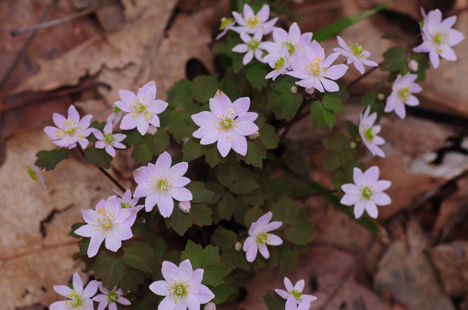 An Adirondack Naturalist in Central New York: Spring Flowers at Last!