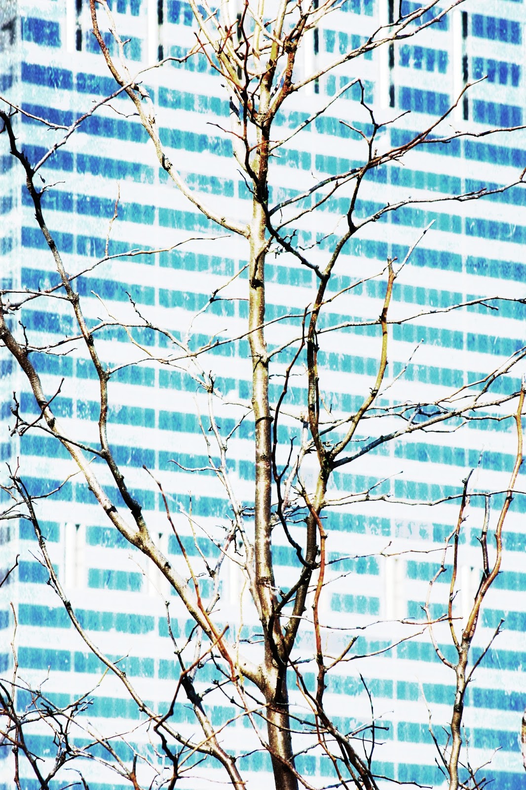 erin's art and gardens: winter trees of chicago