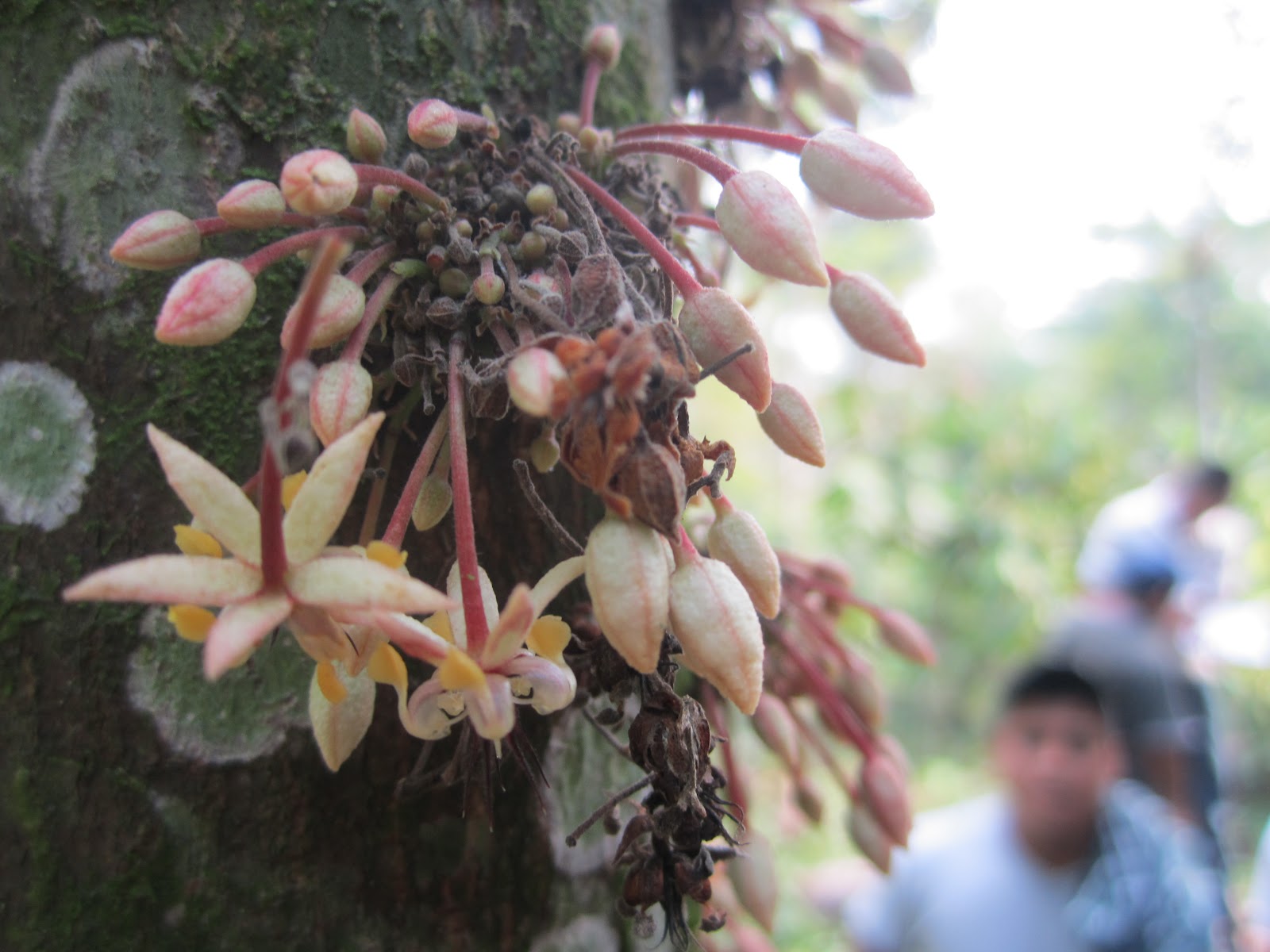 Vers un nouveau monde...: Le Cacao: Récolter le fruit de nos efforts