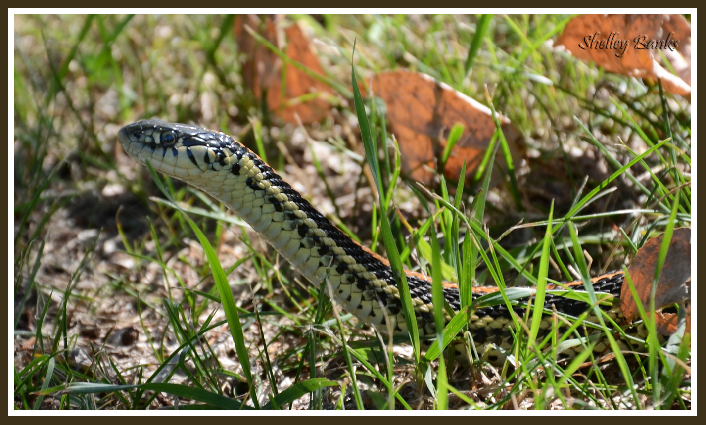 Prairie Nature: Western Plains Garter Snake