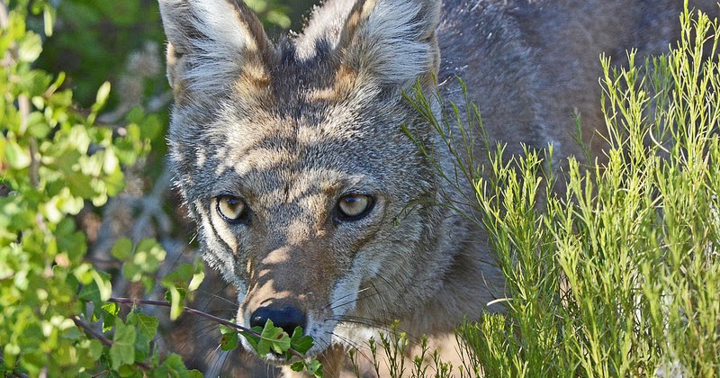 Factors Determining Coyote (Canis latrans) Diets