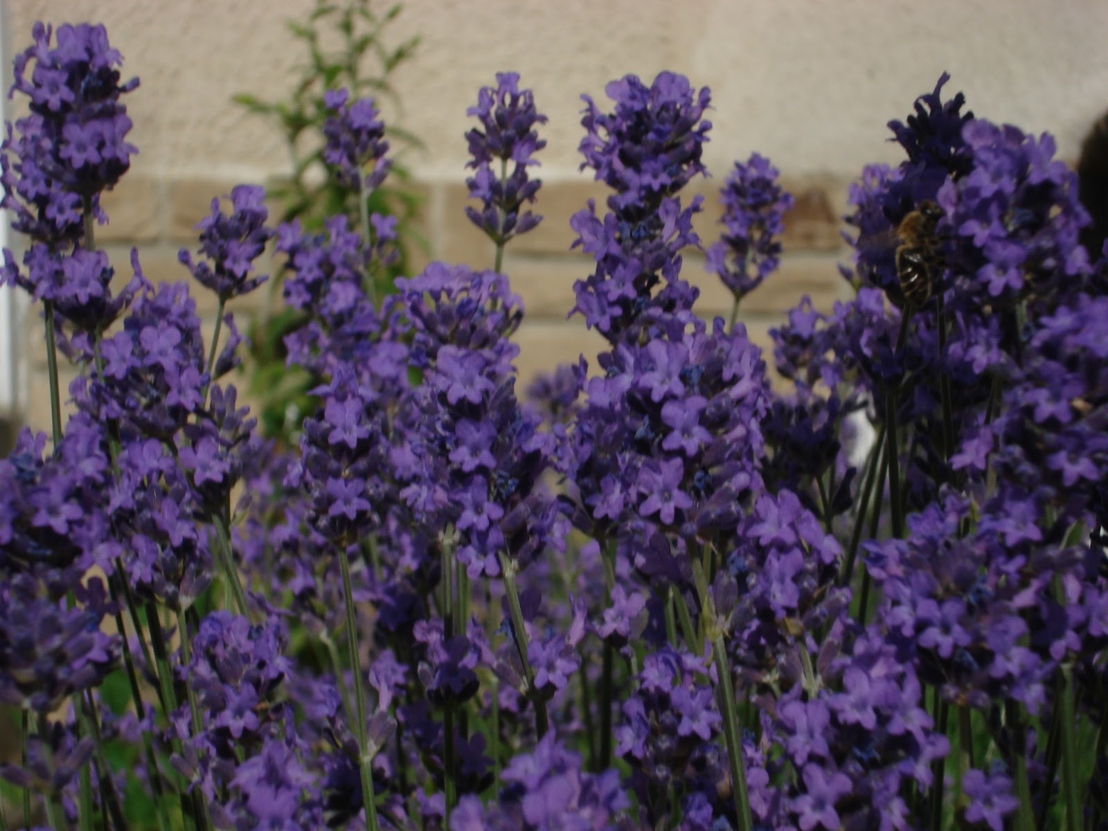 Dichisurile Ralucai: Propriul meu lan de lavandă