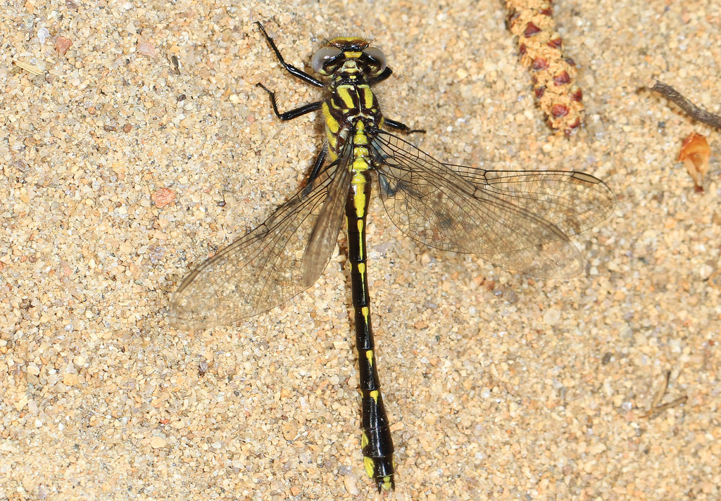 Earth and Space News: Spine-Crowned Clubtail Dragonfly: Black-and ...