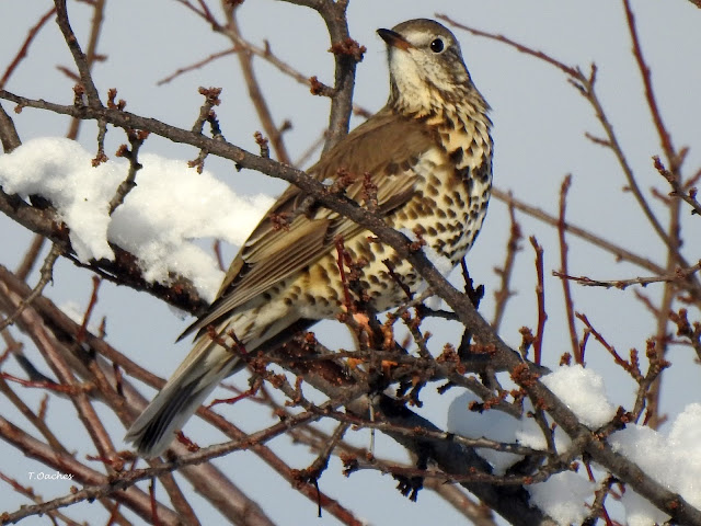 PASARI DIN ROMANIA: STURZ DE VASC, Turdus viscivorus