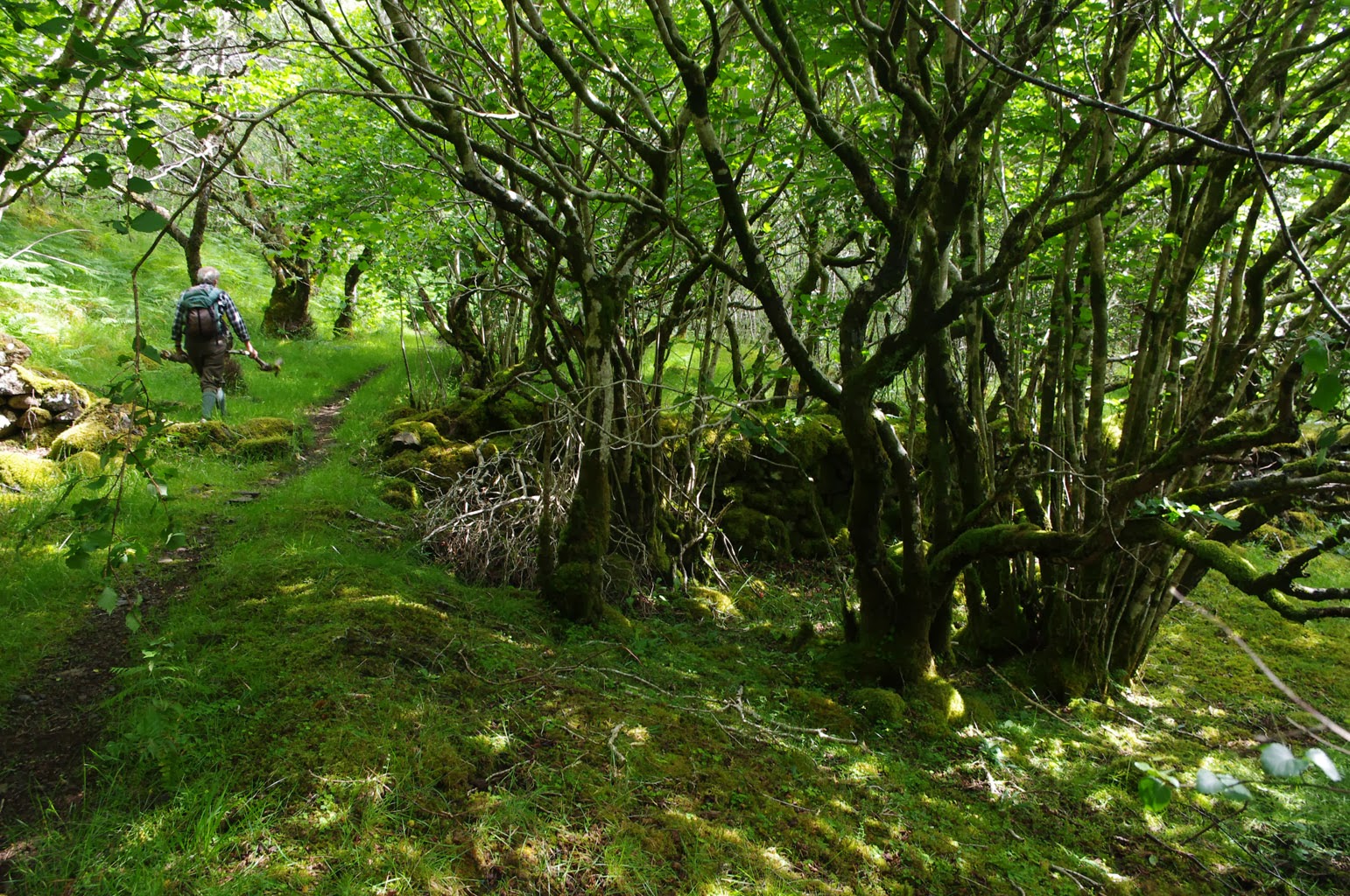 Wildeep's Illuminations: Hazel Coppice