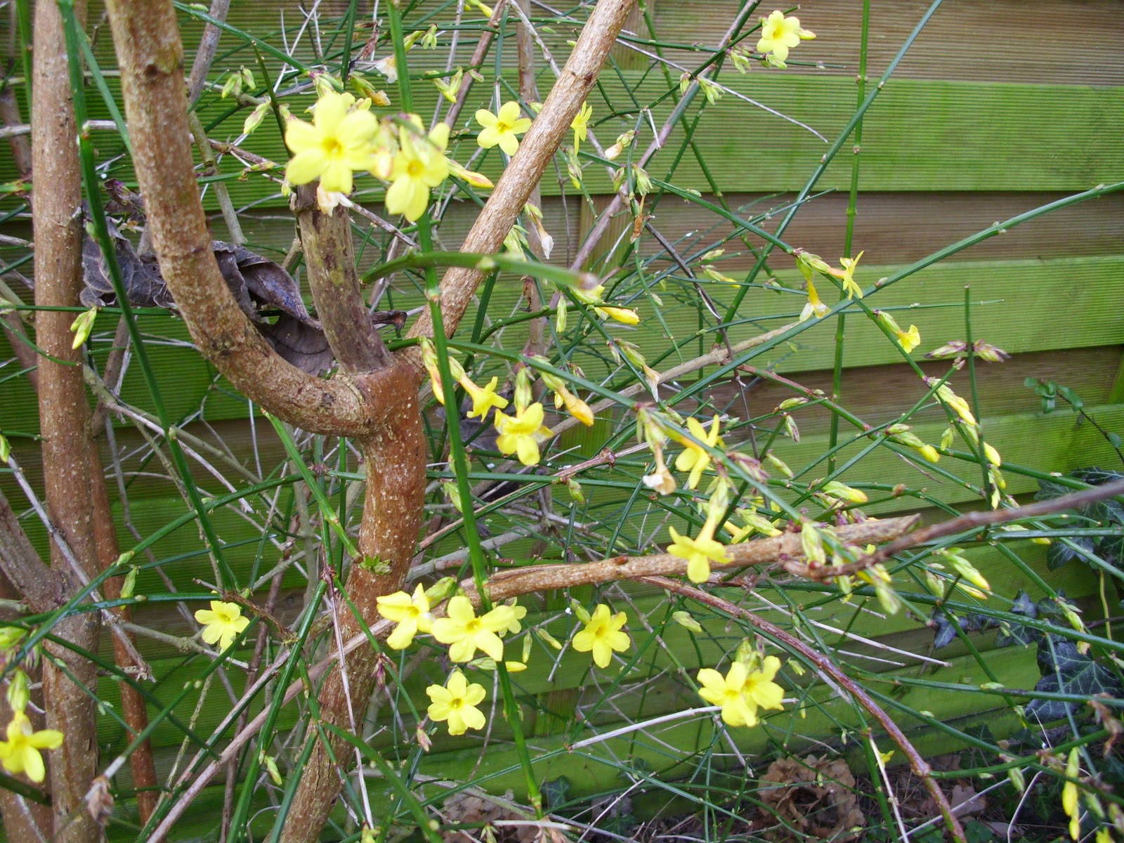 Sunshine and Shadow: Sneeuwklokjes in een kale tuin.
