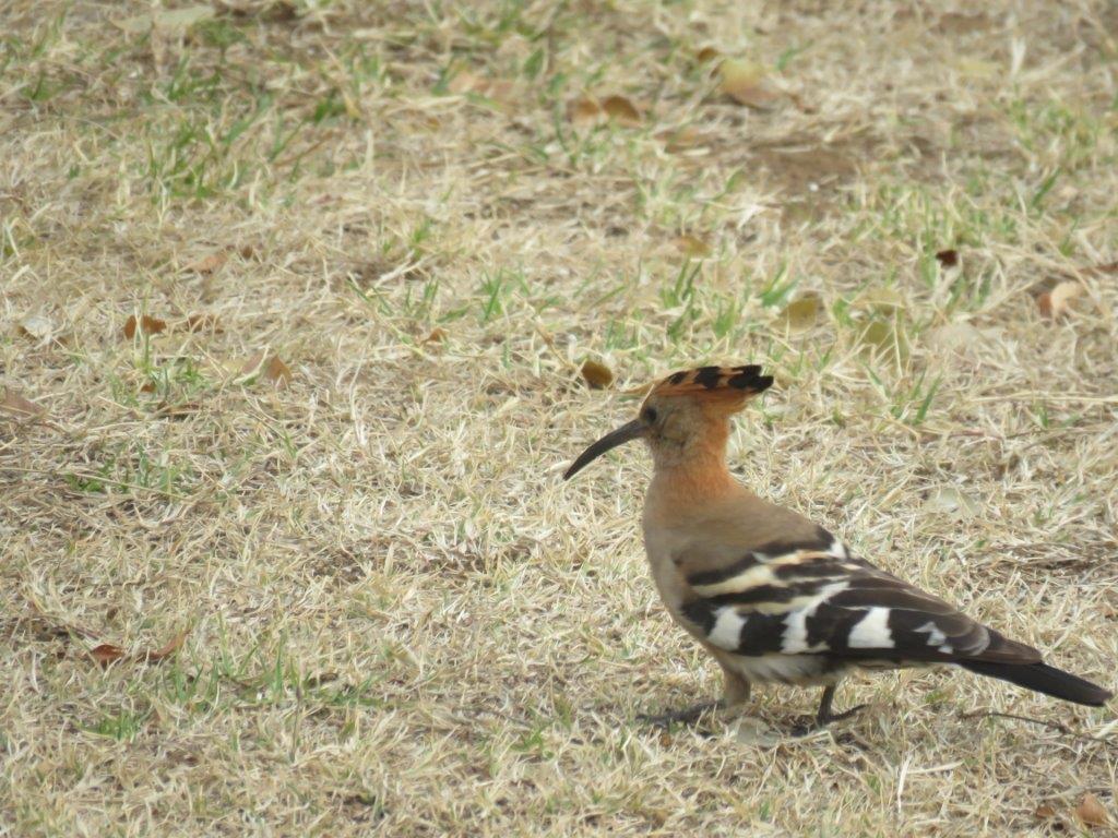 memorable meanders: African Hoopoe