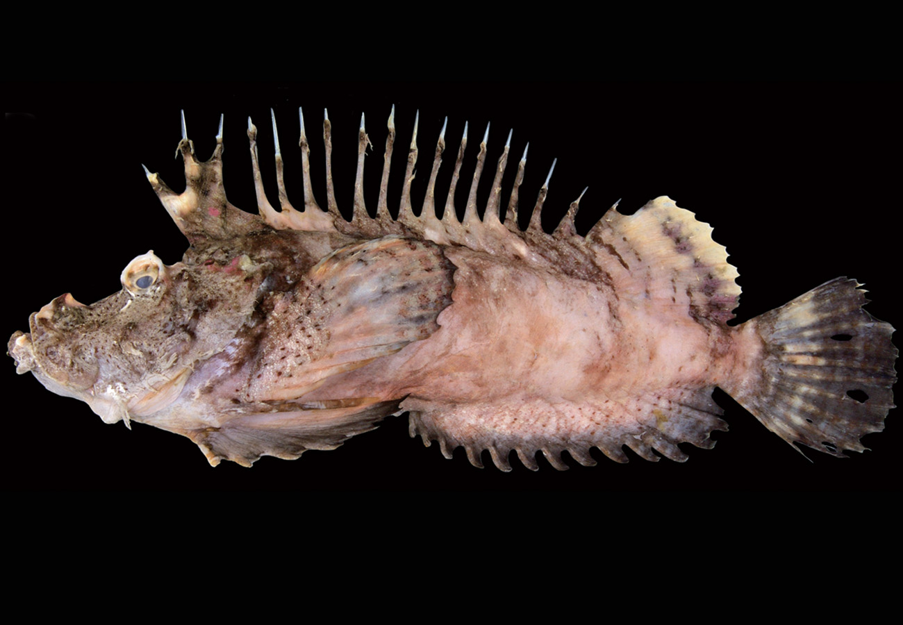 Species New to Science: [Ichthyology • 2018] Review of the Indo-West ...