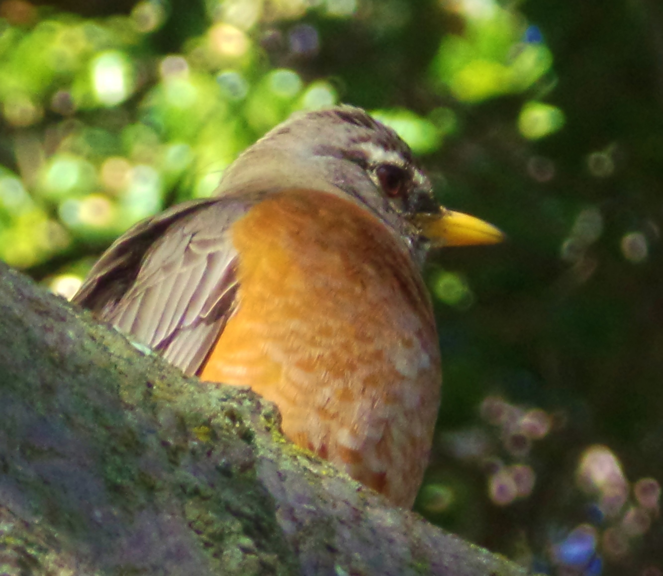 Berkeley Backyard Bird Blog
