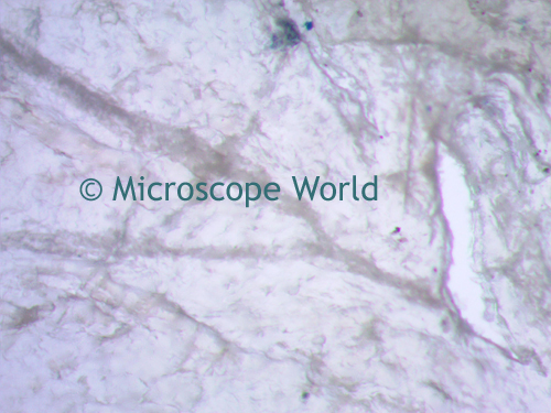 Microscope World Blog: Skin Under the Microscope