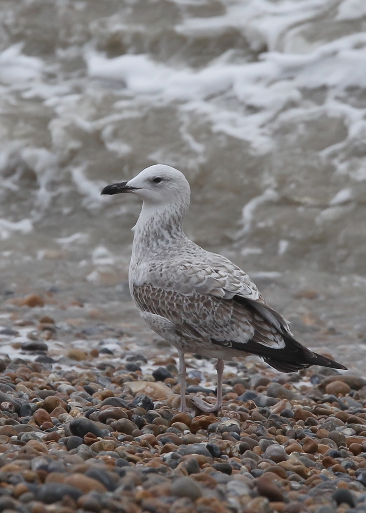 Richard Smith - Birdwatching Days Out: CASPIAN GULL, sub adult, 265:S ...