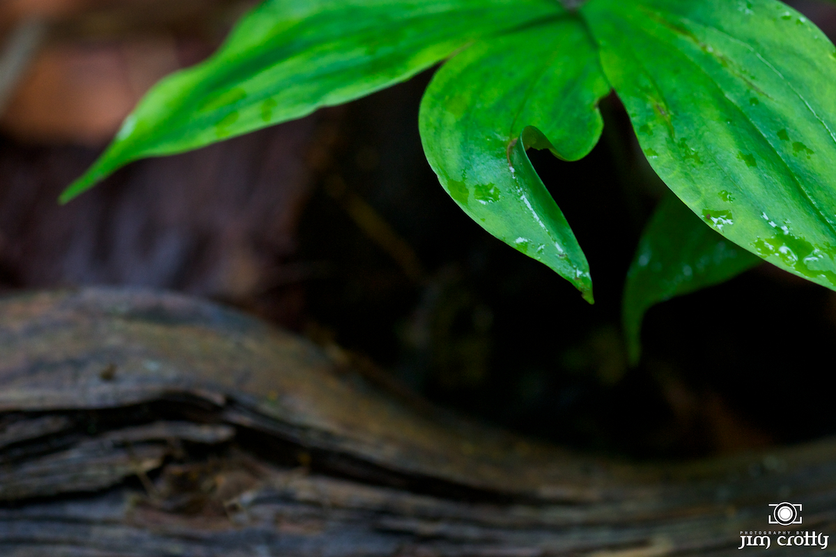 Pixels and Pics: Spring Nature Photography is Best in the Rain