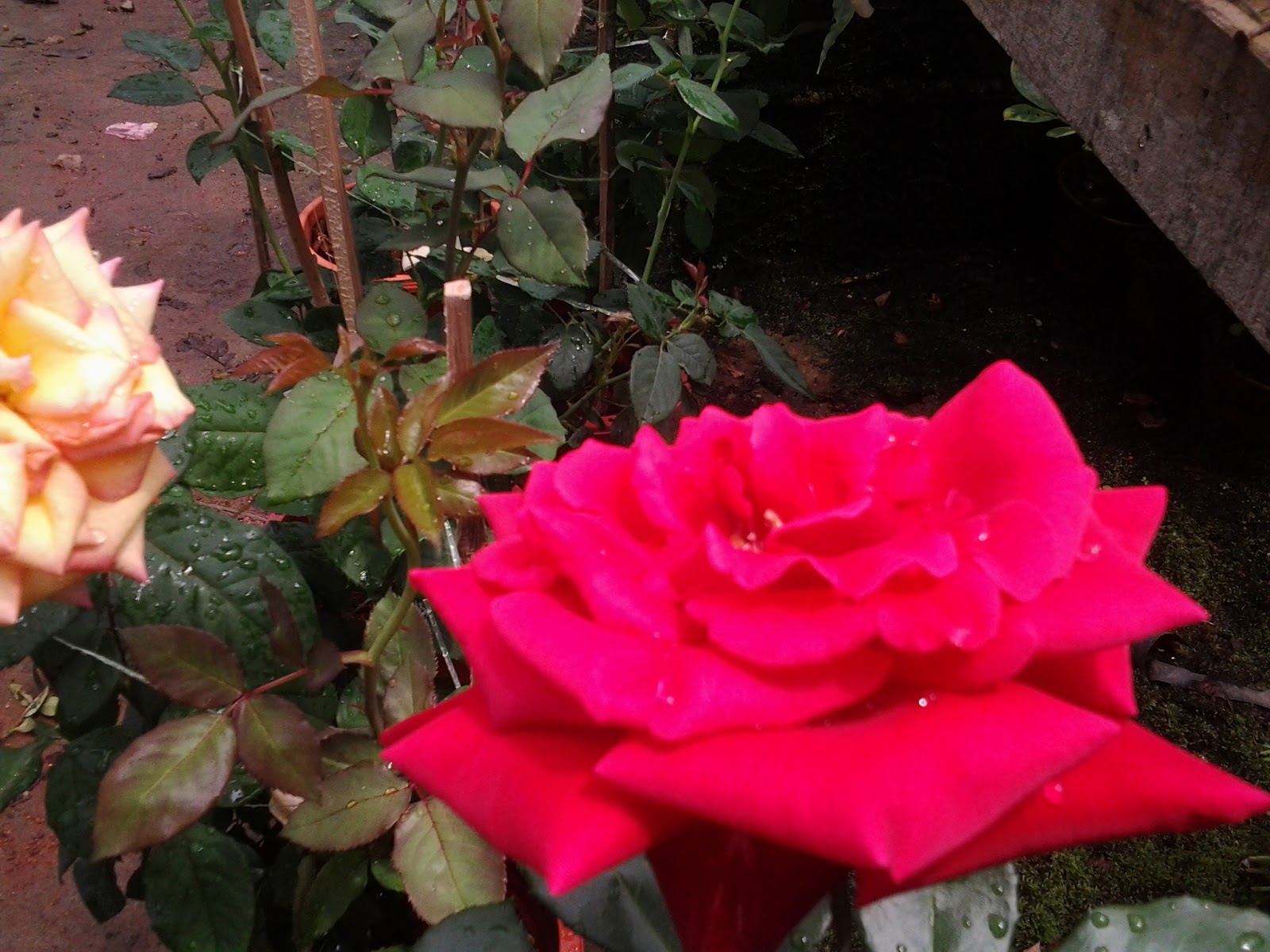 فاستبقوا الخيرات