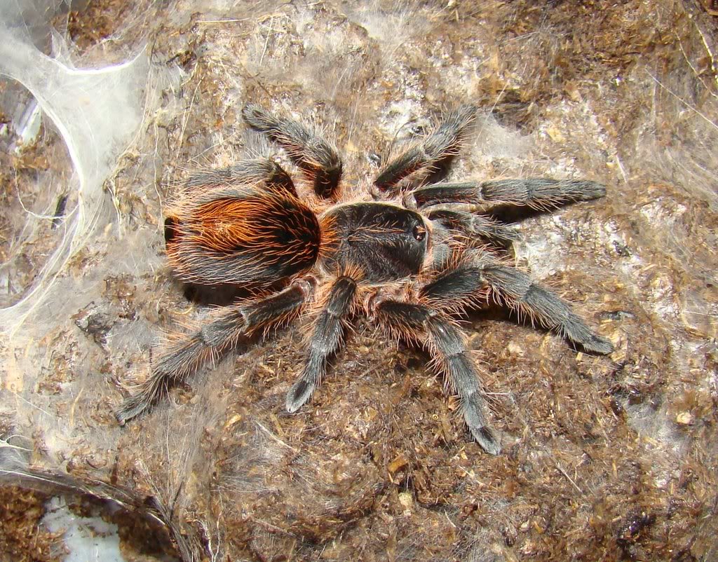 Animales Exoticos: Informacion de la Tarántula