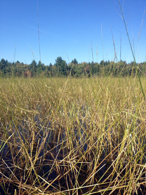A Less Processed Life: What I Learned to Do: Harvest Wild Rice