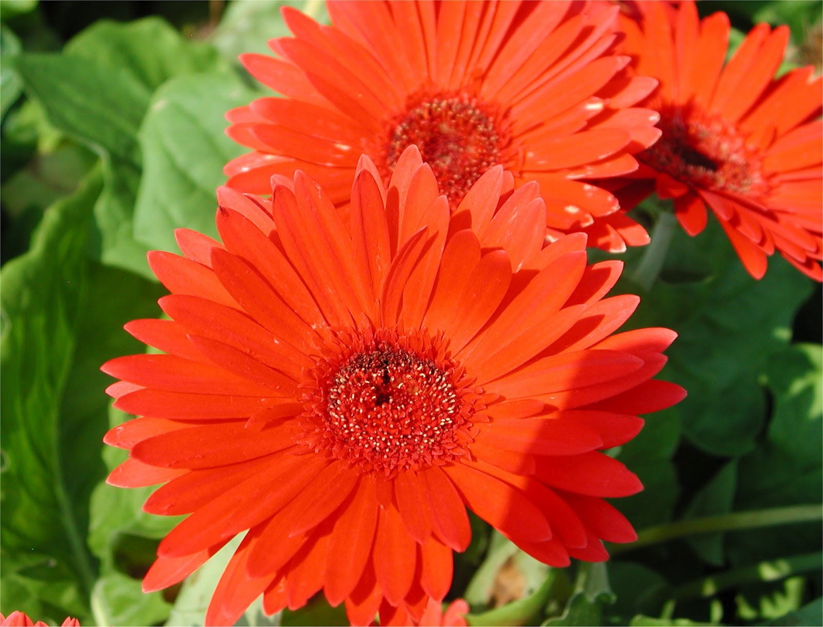 Beauty Flower: Gerbera Daisy Flower