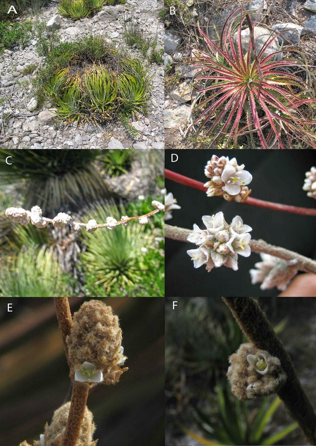 Species New to Science: [Botany • 2013] Hechtia hernandez-sandovalii ...